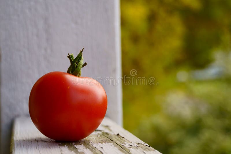 Single Red Tomato on the Terrace Close Up, with Copy Space Stock Photo ...