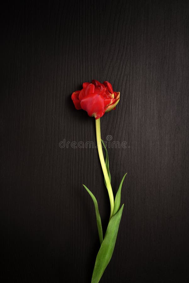 One Red Tulip on a Black Surface, Stock Image - Image of petal, plant ...
