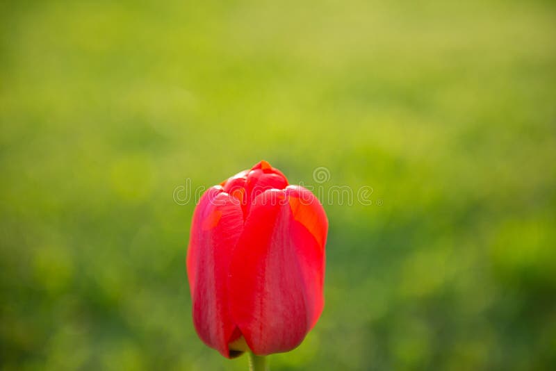 One Red Tulip on a Blurred Green Background Stock Image - Image of ...