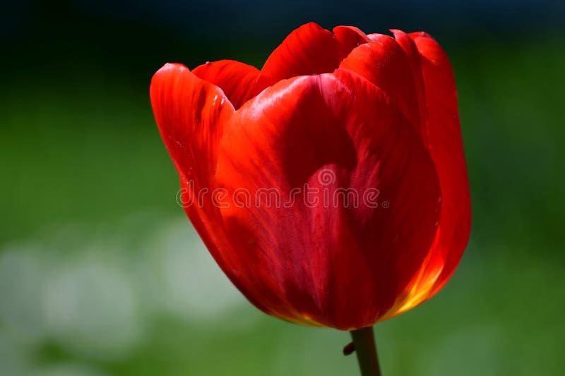One Red Tulip Flower Close-up Stock Photo - Image of spring, green ...