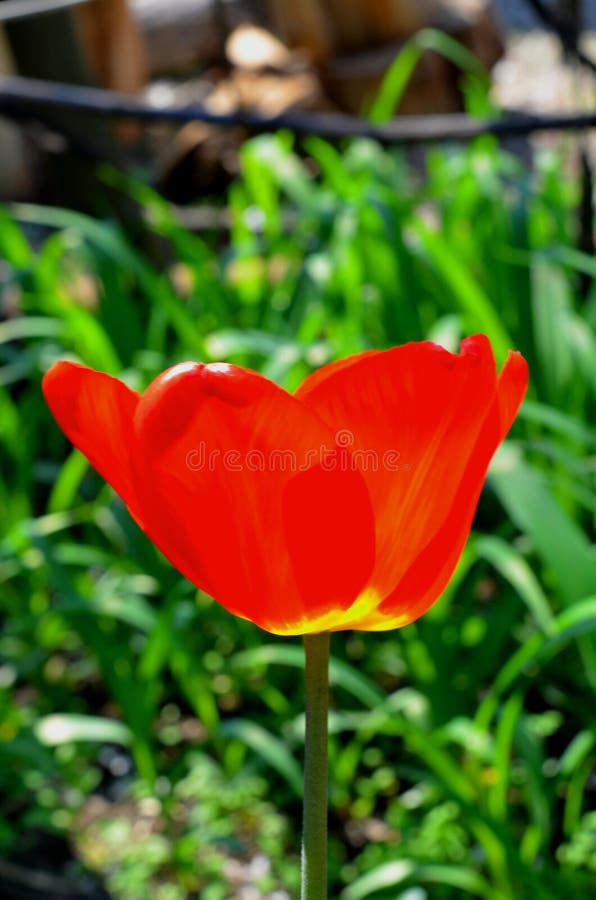 One Sideways Tulip Stock Photos - Free & Royalty-Free Stock Photos from ...