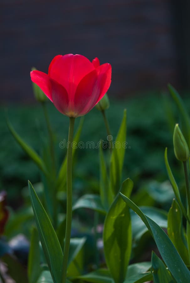 One Red Tulip in a Garden on Defocused Background Stock Photo - Image ...