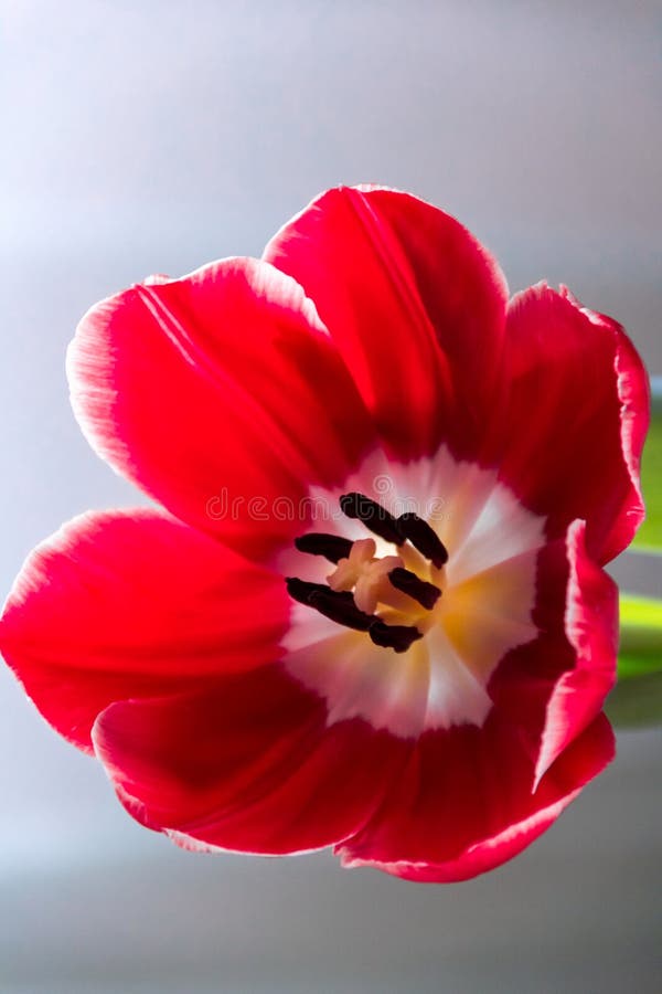 One Red Tulip on a Gray Background Close-up Stock Photo - Image of ...