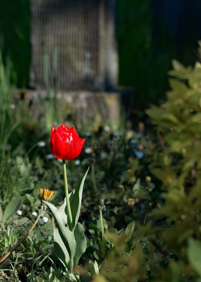 One red tulip among green stock image. Image of natural - 124114755