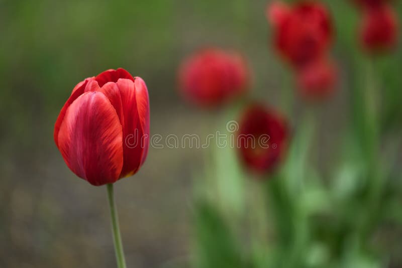 One Red tulip stock image. Image of isolated, nature - 116751289