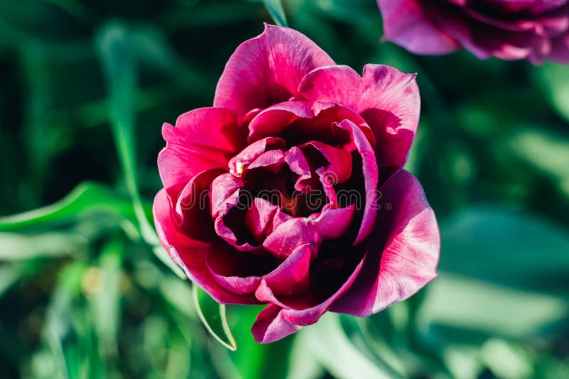 One Red Tulip Grows in the Ground in the Garden, on a Flowerbed. Spring ...