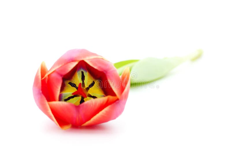 One red tulip stock photo. Image of bouquet, bloom, beautiful - 183883346