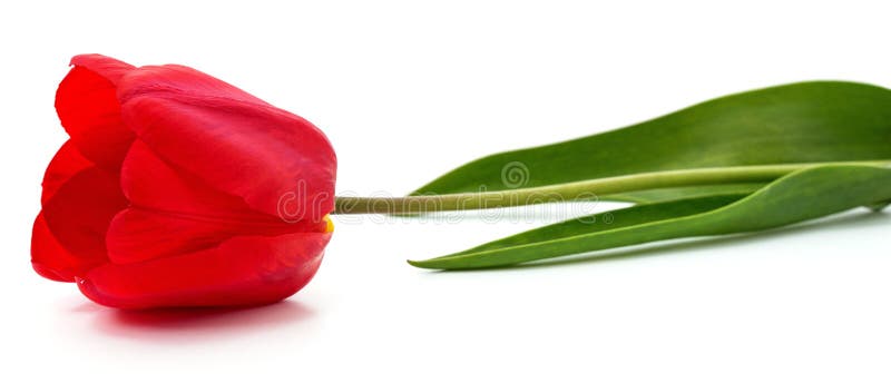 One red tulip stock image. Image of white, beautiful - 215706055