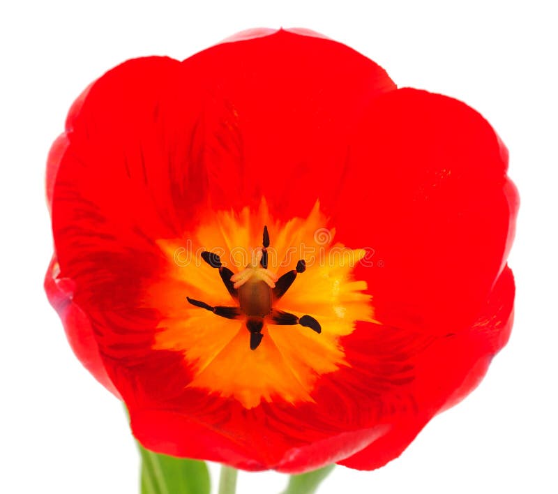 One red tulip stock image. Image of nature, plant, floral - 217009537