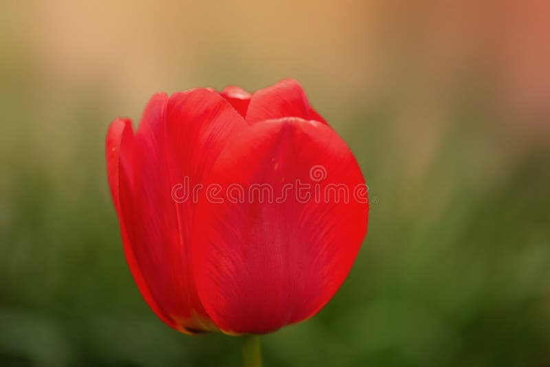 One Red Tulip Macro on a Background of Green Grass. a Flower on a Sunny ...