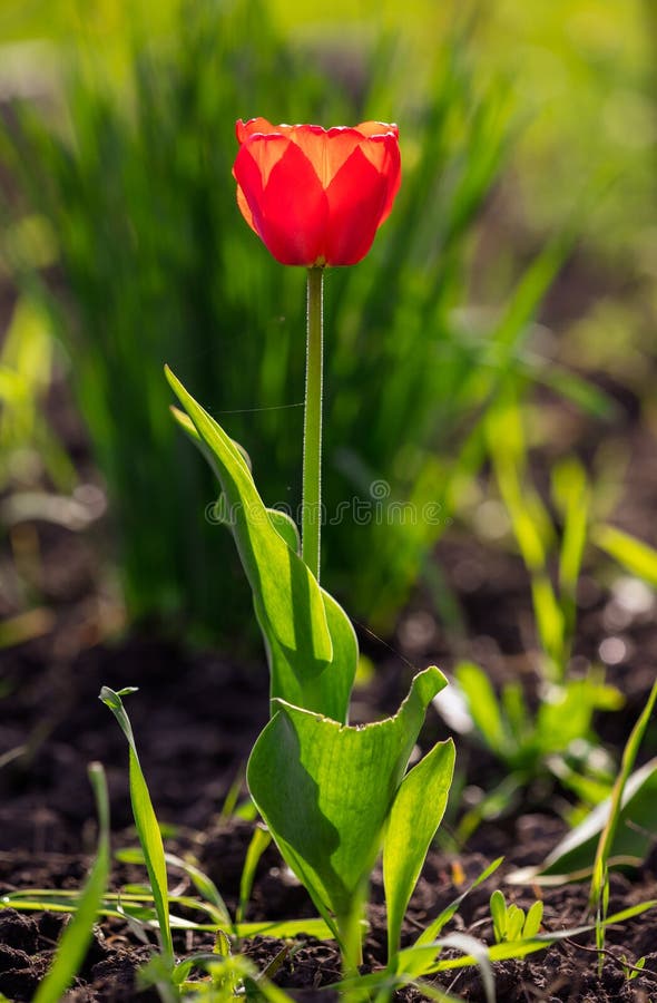 One red tulip in nature. stock image. Image of bright - 249519115