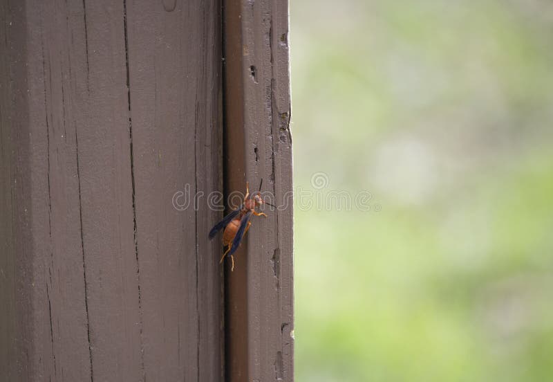 Red Wasp Flying Around Sign Post Stock Image - Image of insect, blooded ...