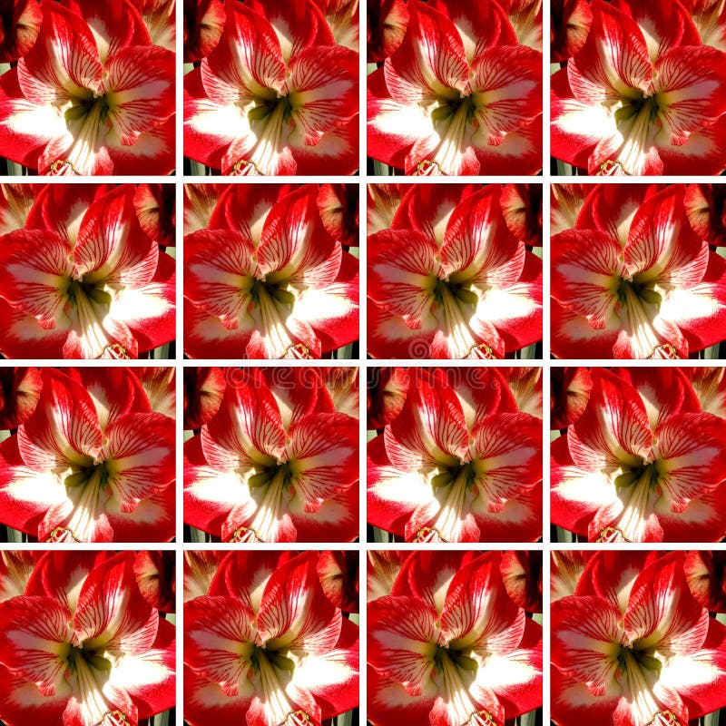 Red and White Amaryllis Flowers Inside Square Shapes Stock Image ...