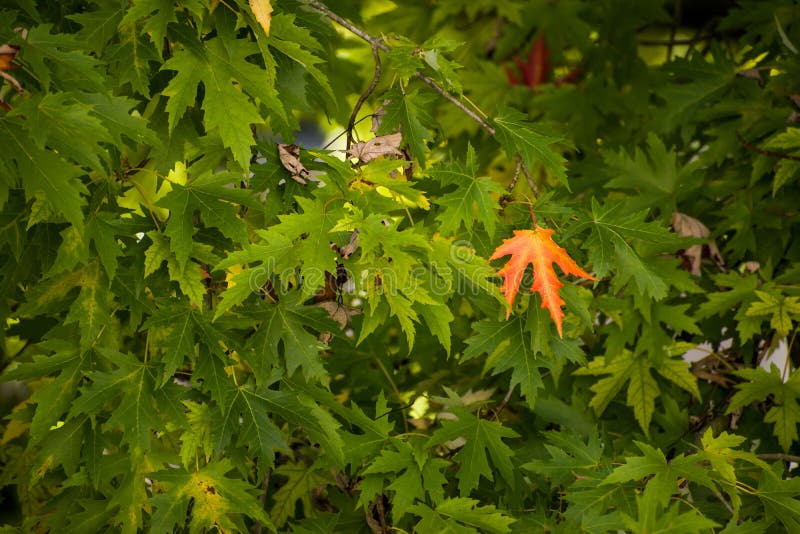 One Red and Yellow Leave in the Tree Canopy Stock Image - Image of ...