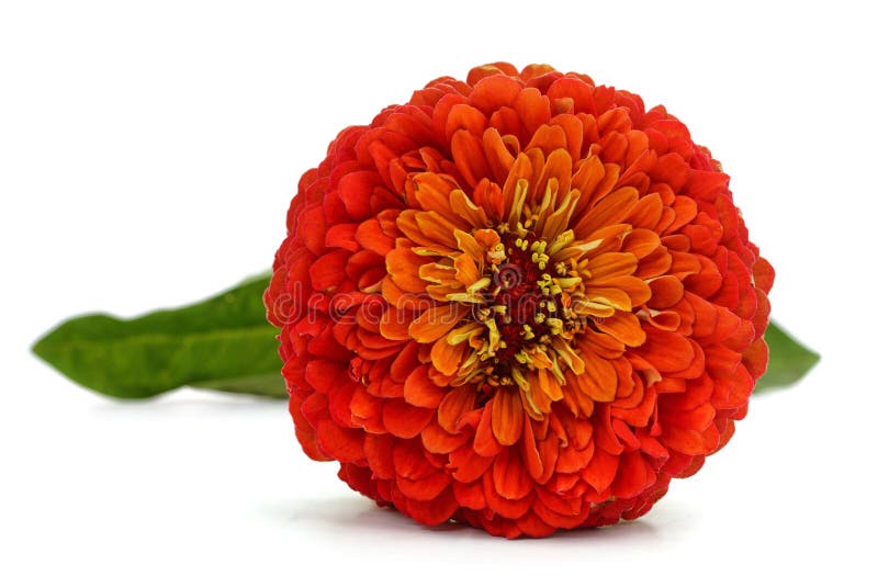 One red zinnia stock photo. Image of design, closeup - 278812024