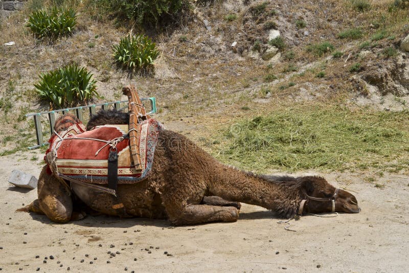 Resting Camel on Sand Beach. Sharm-el-Sheikh, Egypt Stock Photo - Image ...