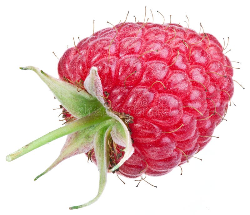 One Rich Raspberry Fruit Isolated on a White. Stock Photo - Image of ...