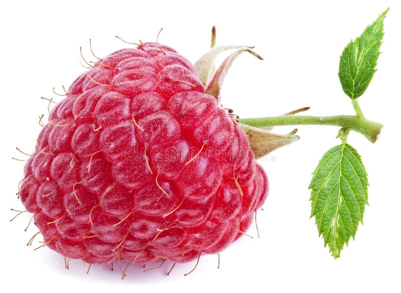 One Rich Raspberry Fruit on a White. Stock Photo - Image of fruity ...
