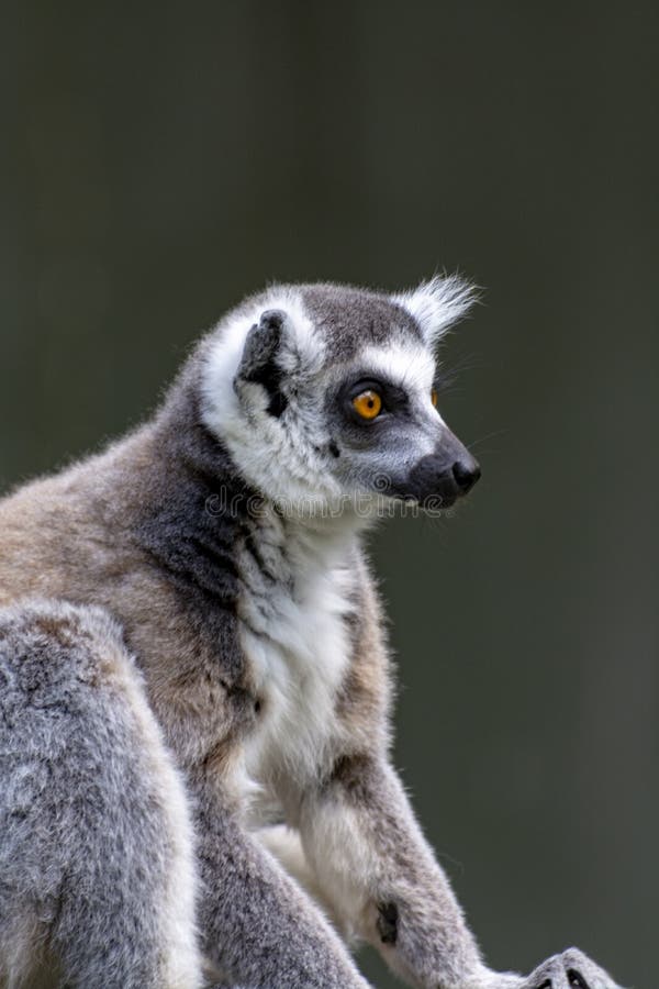One Ring-tailed Lemur, Lemur Catta, Sitting on Tree Stock Photo - Image ...