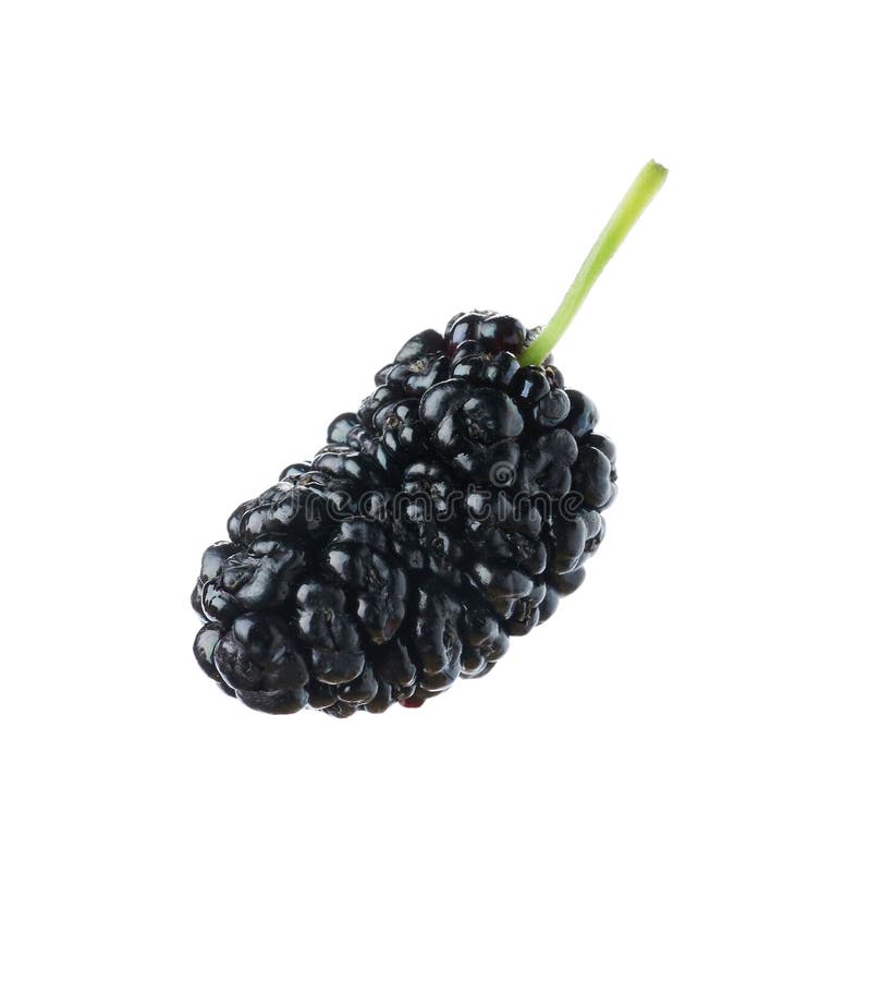 One Ripe Black Mulberry on White Background Stock Image - Image of ...