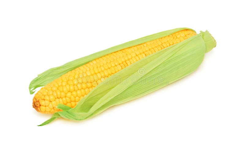 One Ripe Corn on the Cob with Leaves (isolated) Stock Photo - Image of ...