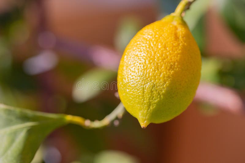 One Ripe Lemon Hanging on a Tree in the Garden in Autumn Stock Photo ...