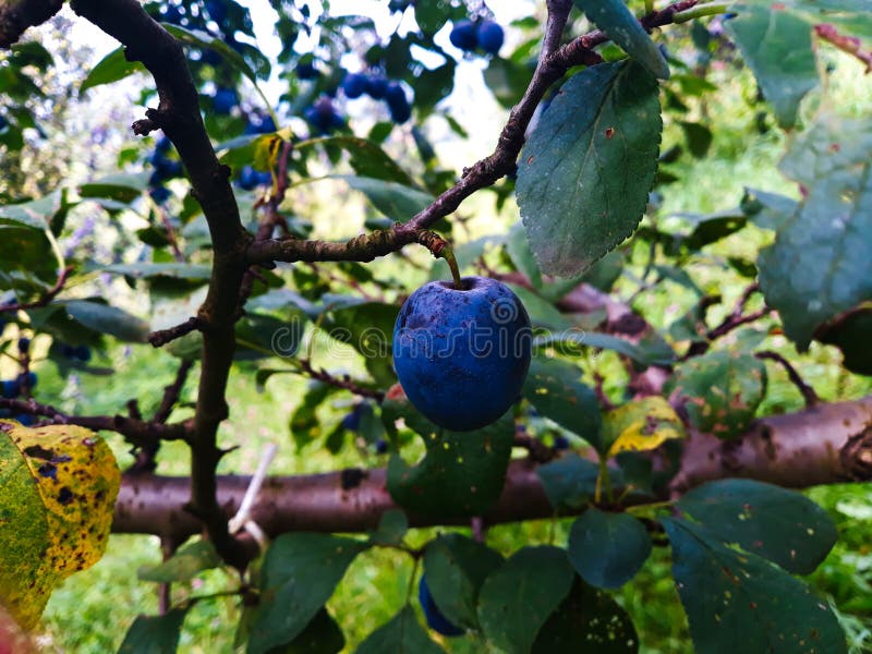 One Ripe Plum on a Branch. Beautiful Blue Plum on the Branch Stock ...