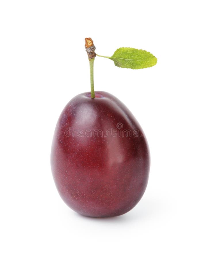 One ripe plum with leaf stock image. Image of juicy, sweet - 32666209