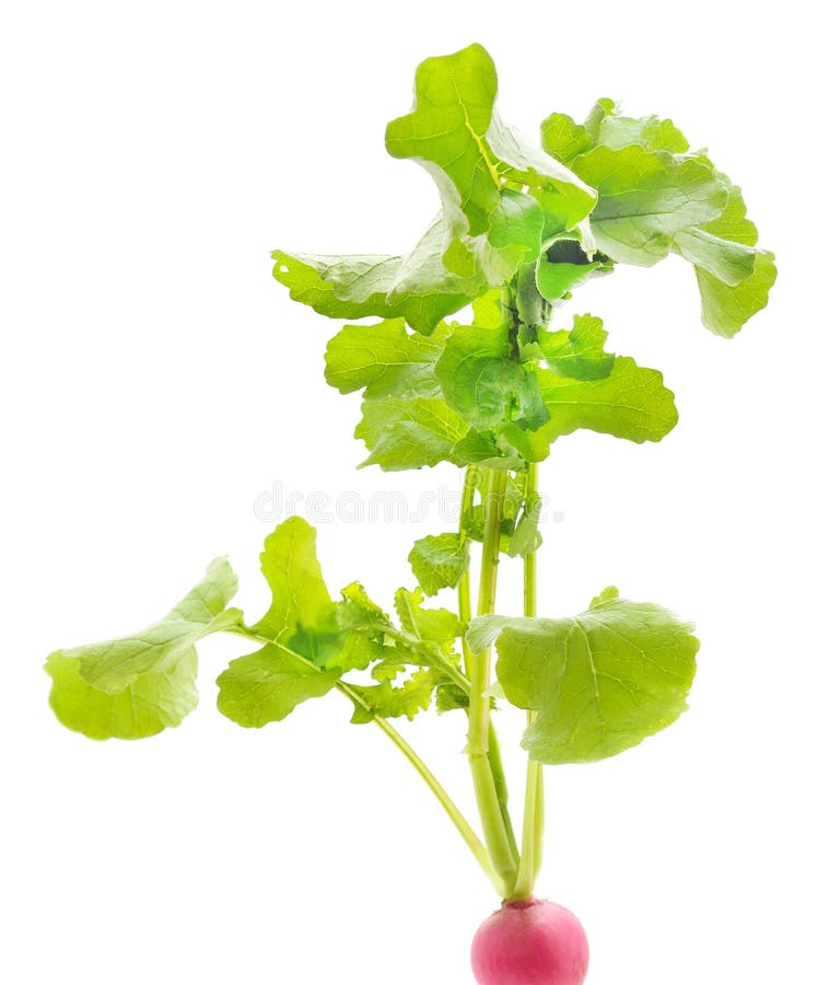 One ripe radish stock photo. Image of agriculture, cook - 187630186