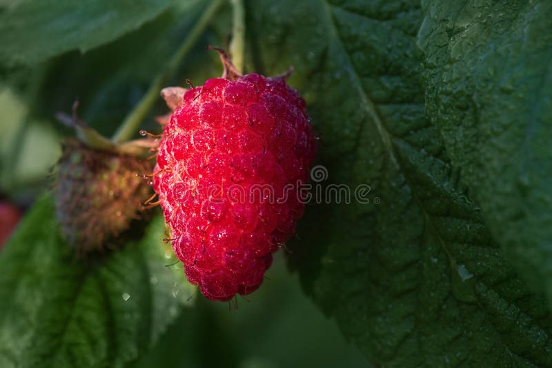 One Ripe Raspberry and Green Leaves. Useful Product. a Red Raspberry ...