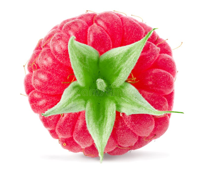 One Ripe Raspberry Isolated on White Background Macro Stock Photo ...