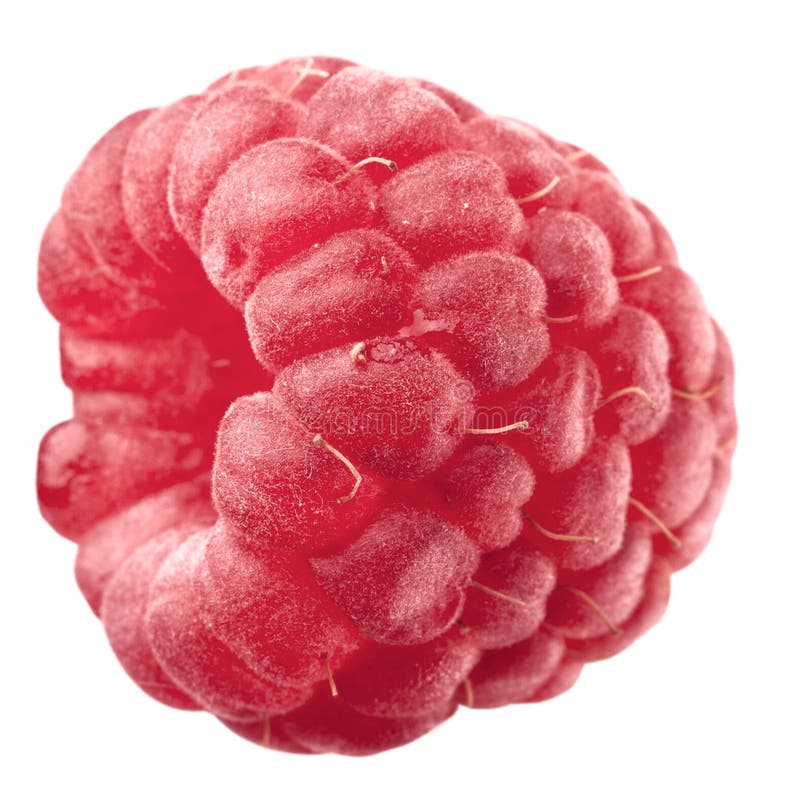 One ripe raspberry stock photo. Image of studio, season - 38636374