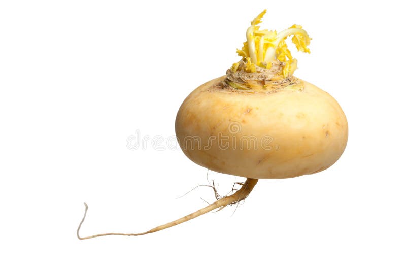 One Ripe Yellow Radish Root Isolated Stock Image - Image of greens ...