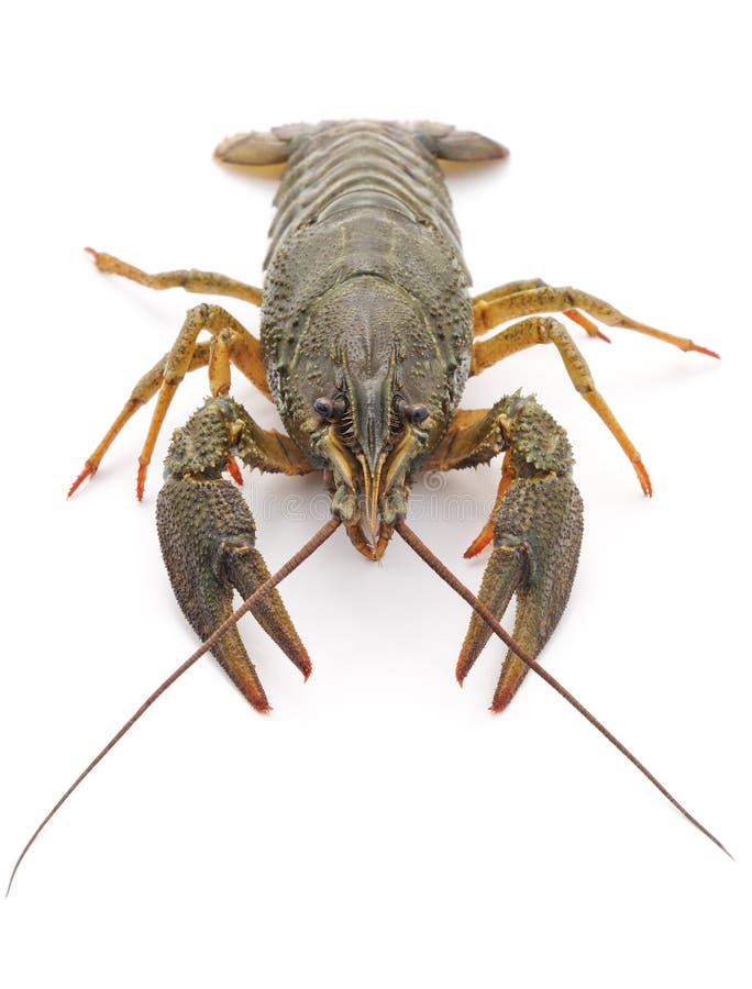 River crayfish stock image. Image of river, crayfish, nutrition - 4665917