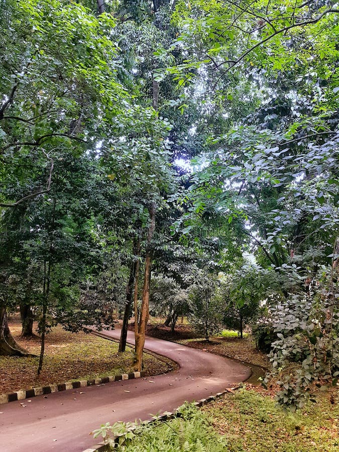One Road in the Middle of Bogor City Stock Image - Image of branch ...