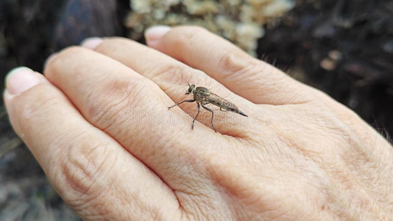 One Robber Fly Alone Perching on the Human Hand. Stock Video - Video of ...