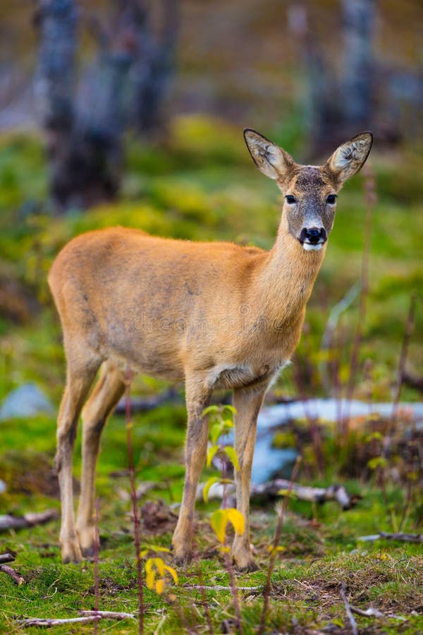 One Roe Deer in the Forest at Fall Stock Photo - Image of capreolus ...