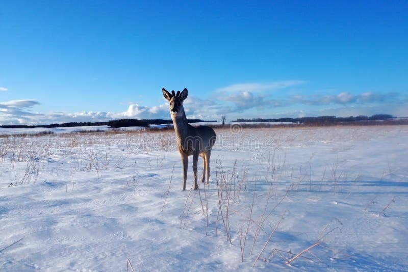 One Roe Deer on the Snowy Field. Stock Image - Image of horn, beauty ...