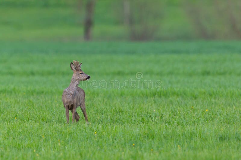 One Roebuck Capreolus Standing in Green Meadow Stock Photo - Image of ...