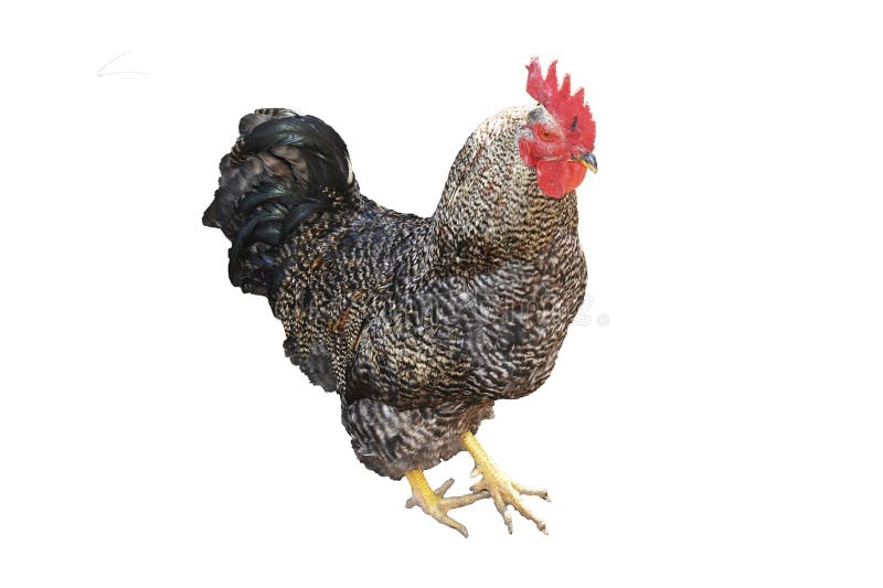 One Rooster on a White Background Stock Photo - Image of rooster ...