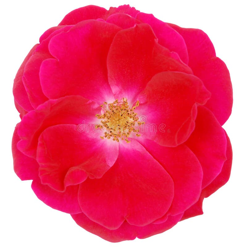 27,035 One Petal Rose Stock Photos - Free & Royalty-Free Stock Photos ...
