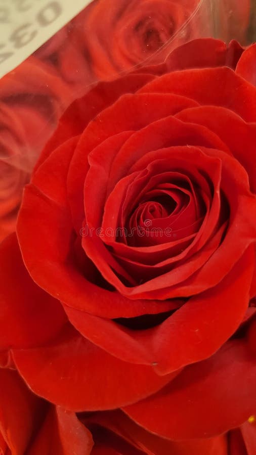 That one rose stock image. Image of bouquet, flower - 177062803