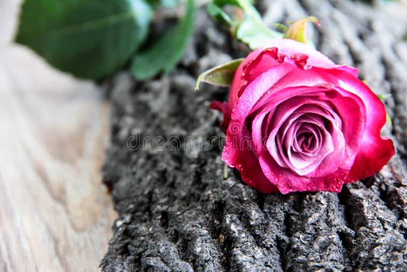 One Rose on the Bark of a Tree. Flower on a Textured Background Stock ...