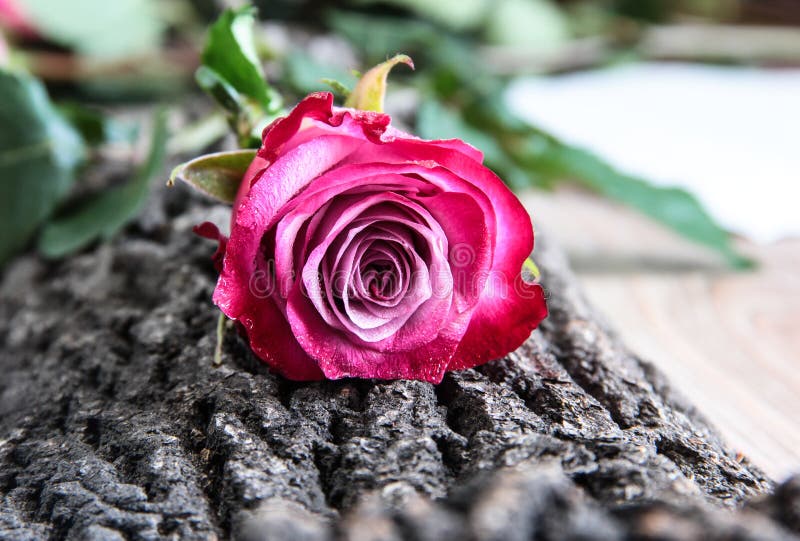 One Rose on the Bark of a Tree. Flower on a Textured Background Stock ...