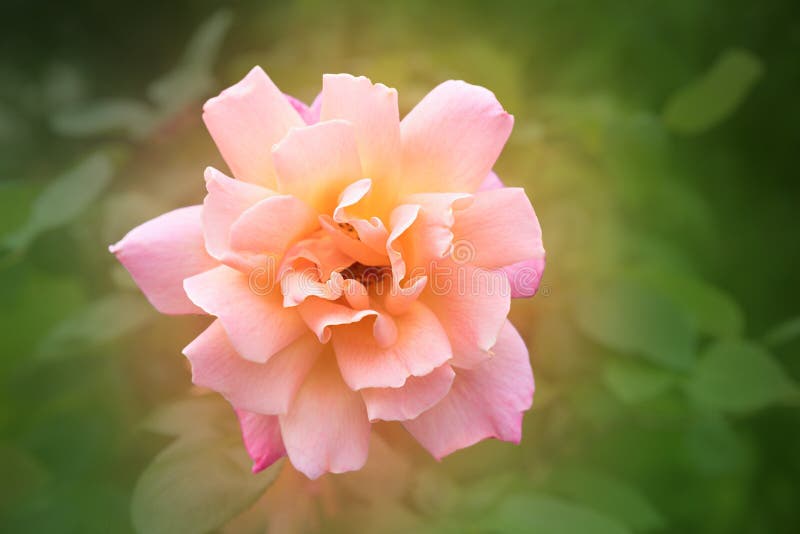 One Rose Blossom in the Garden Stock Image - Image of closeup, plant ...