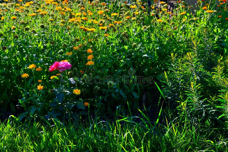 One rose among calendula stock image. Image of village - 76401441