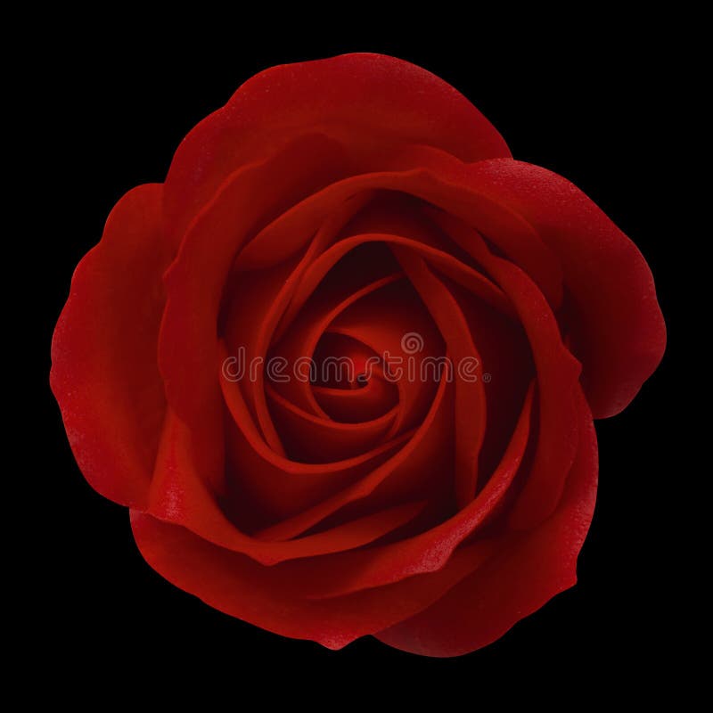 One Rose Flower Isolated on Black Background Stock Photo - Image of ...