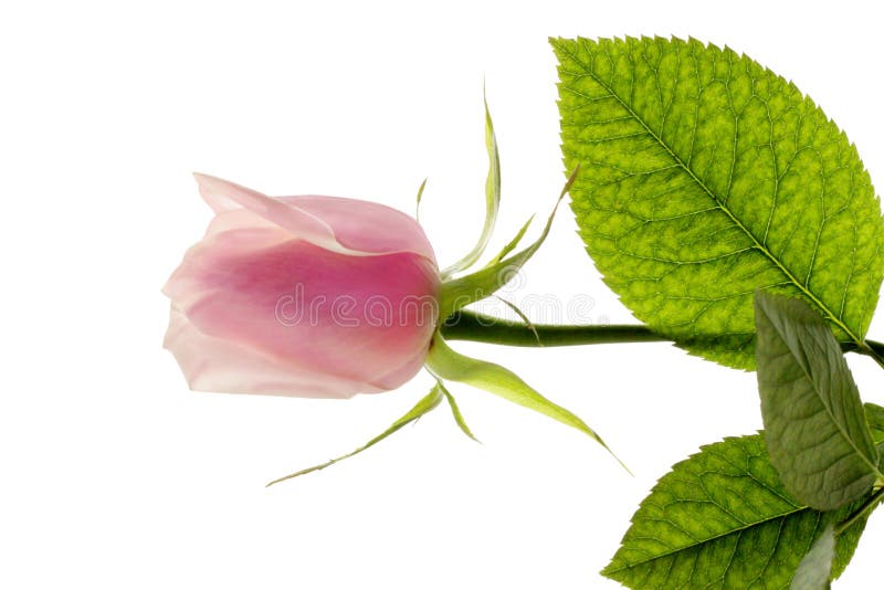 One rose. stock image. Image of isolated, symbol, leaves - 40738283
