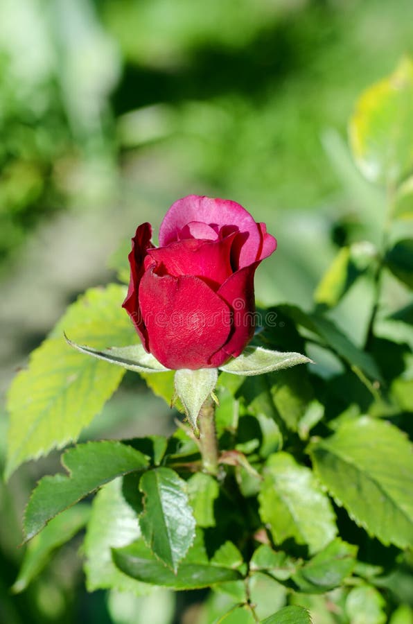 One rose in the garden stock photo. Image of flora, beautiful - 229153362
