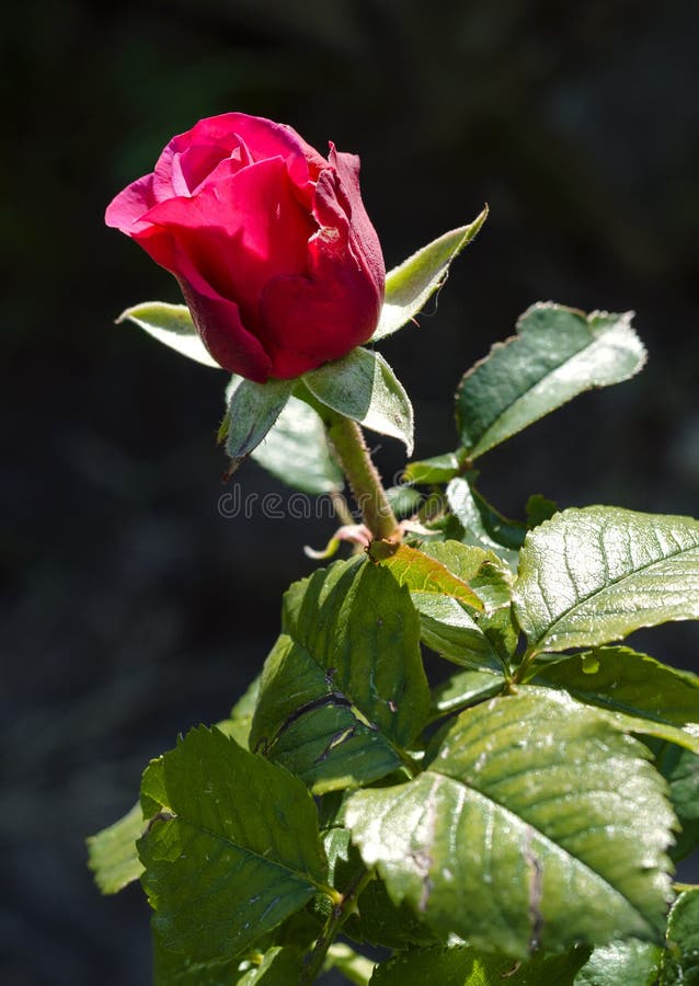 One rose in the garden stock image. Image of romantic - 229153369